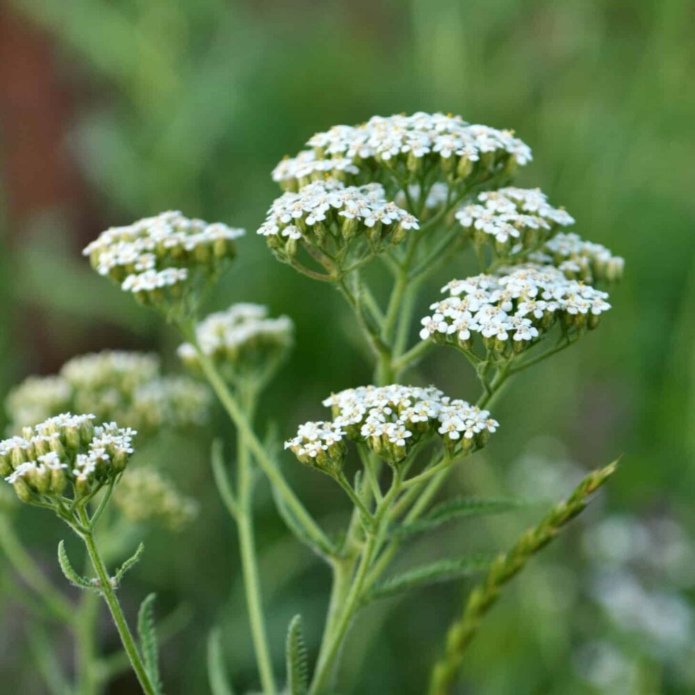 White Yarrow (Achillea millefolium) - Great Basin Seeds