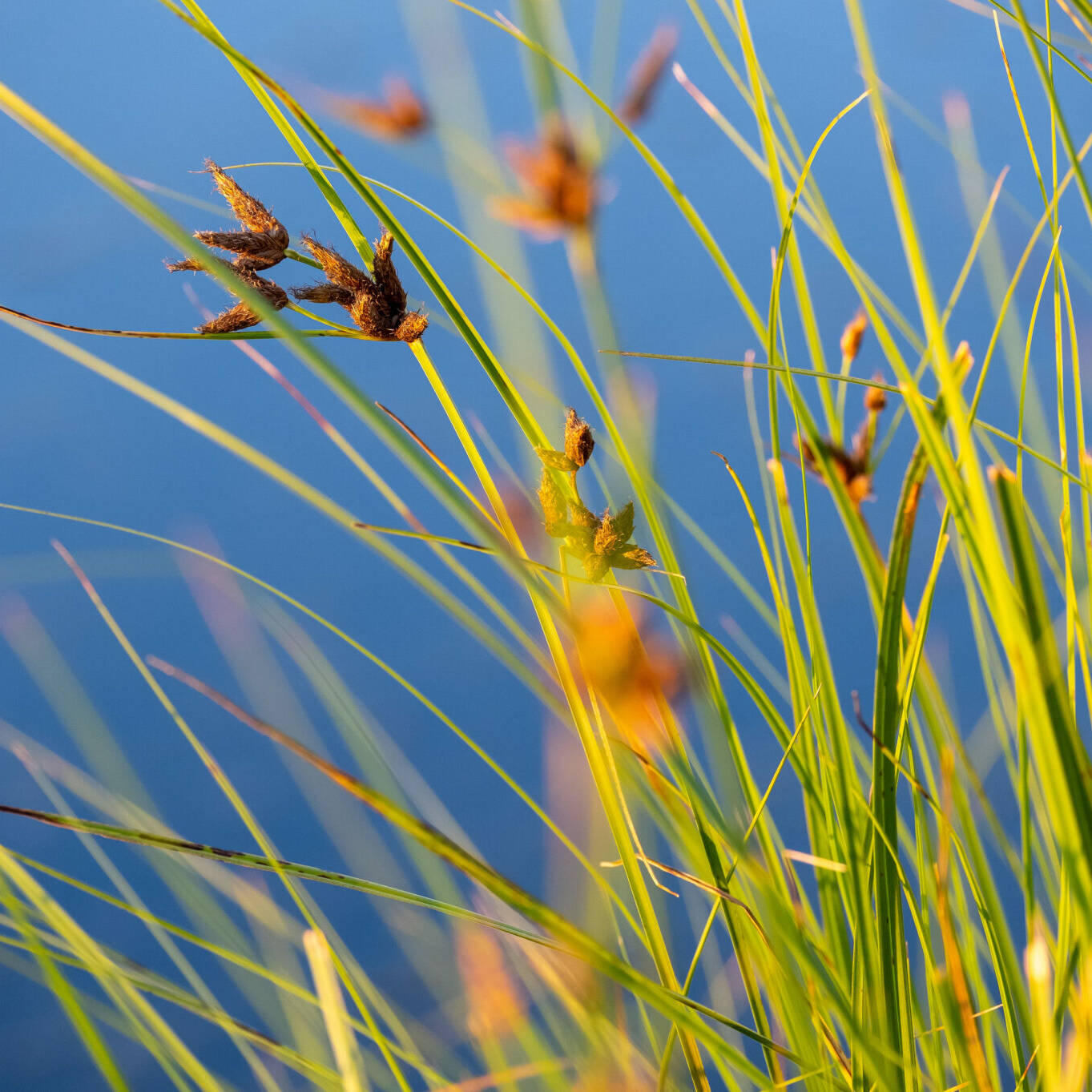 Cool Season Grasses Archives - Great Basin Seeds