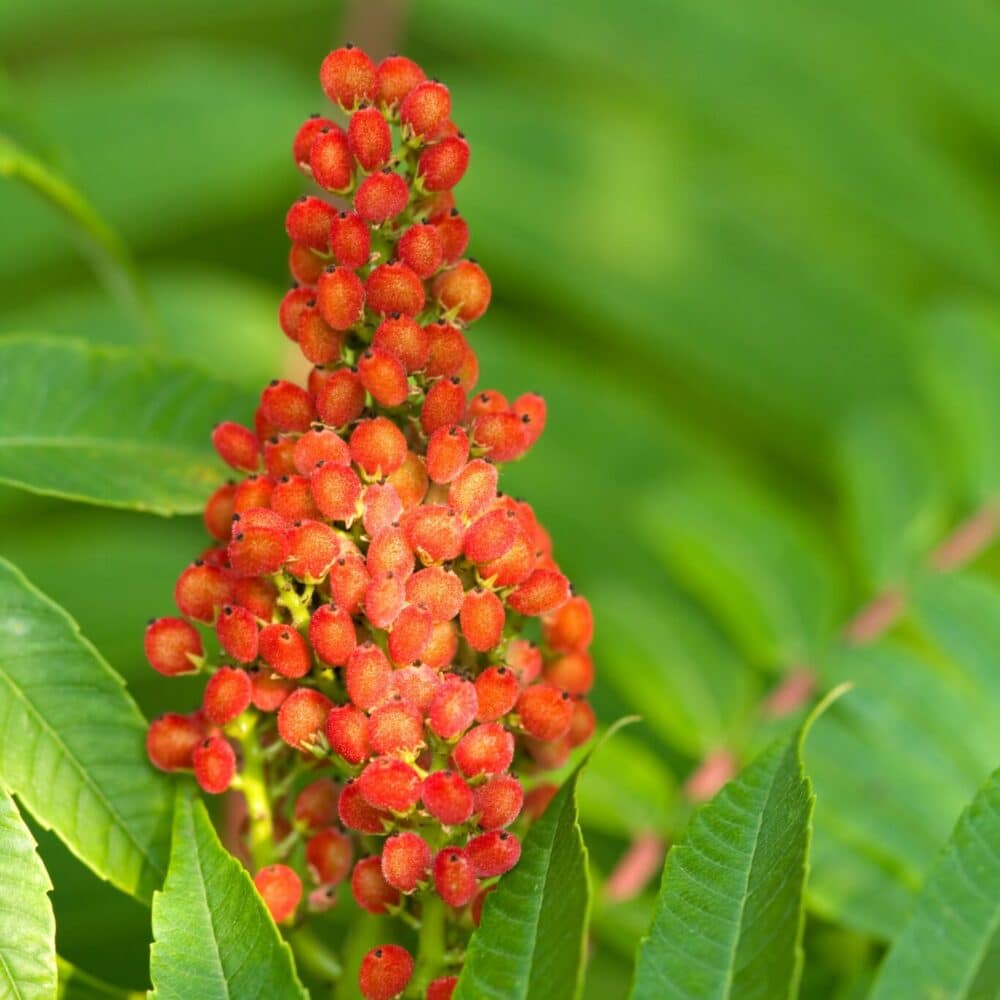 Smooth Sumac - Rhus glabra - Great Basin Seeds
