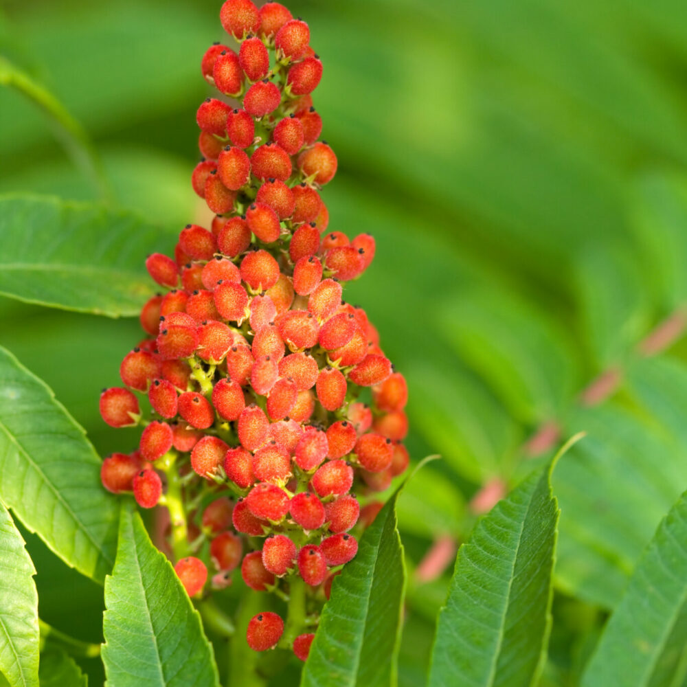 Smooth Sumac - Rhus glabra - Great Basin Seeds