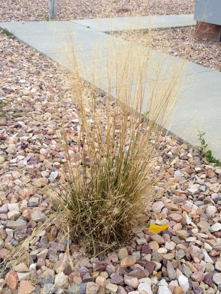 Indian Ricegrass - (Orzyopsis hymenoides) - Great Basin Seeds