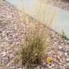 Indian Ricegrass - (Orzyopsis hymenoides) - Great Basin Seeds