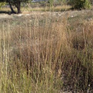 Oahe Intermediate Wheatgrass - Thinopyrum intermedium