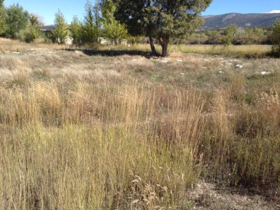 Oahe Intermediate Wheatgrass - Thinopyrum intermedium