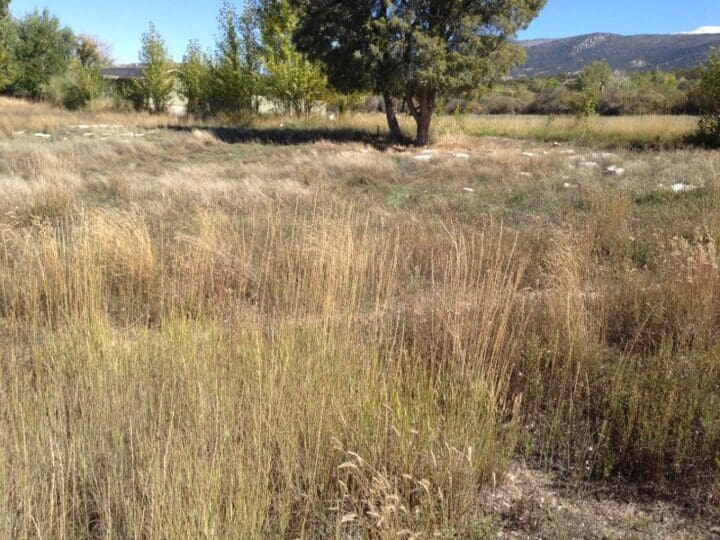 Oahe Intermediate Wheatgrass - Thinopyrum intermedium