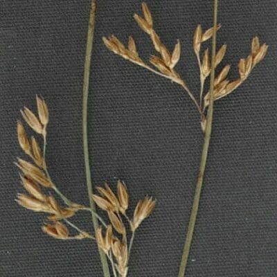 Baltic Rush - Juncus balticus - Great Basin Seeds