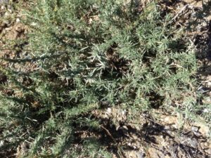 Immigrant Forage Kochia - Bassia prostrata - Great Basin Seeds