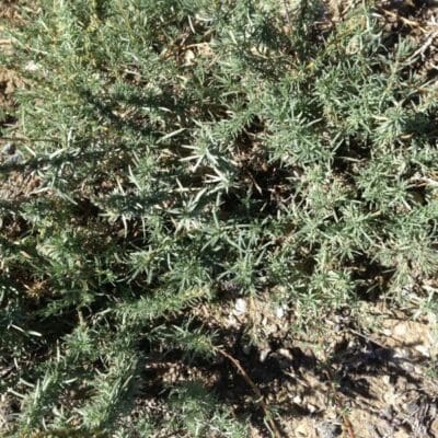 Immigrant Forage Kochia - Bassia prostrata - Great Basin Seeds