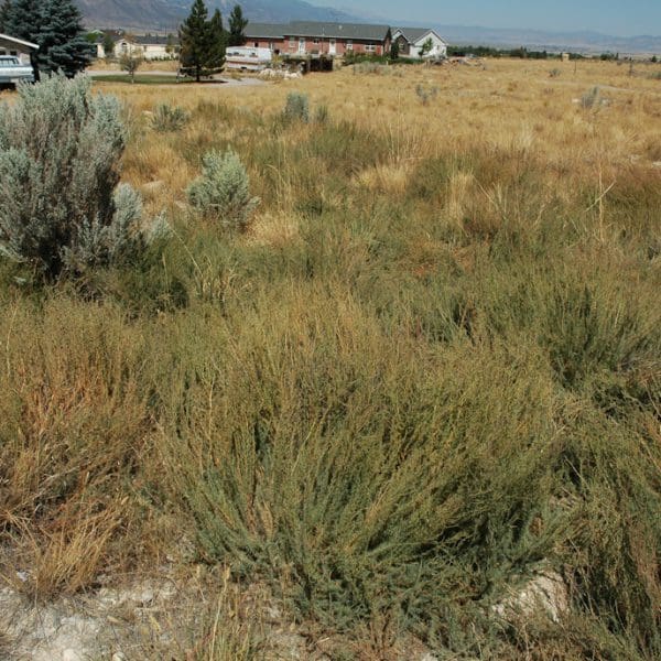 Immigrant Forage Kochia, Bassia prostrata - Great Basin Seeds