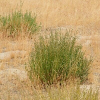 Basin Wildrye - Leymus cinerius - Great Basin Seeds