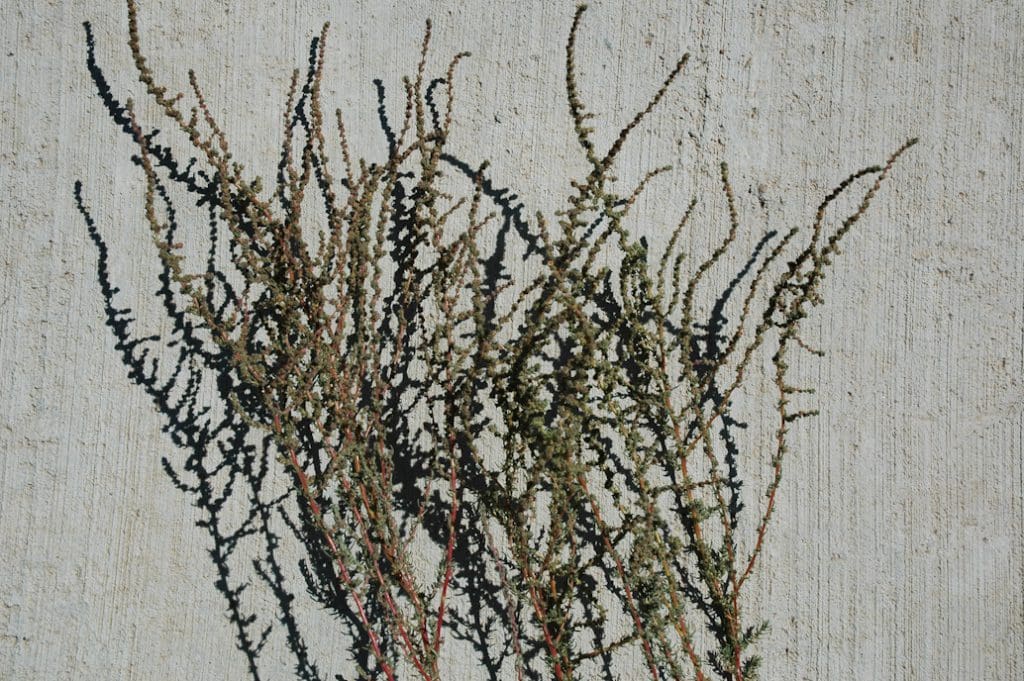 Immigrant Forage Kochia - Bassia prostrata - Great Basin Seeds