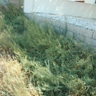 Immigrant Forage Kochia - Bassia prostrata - Great Basin Seeds
