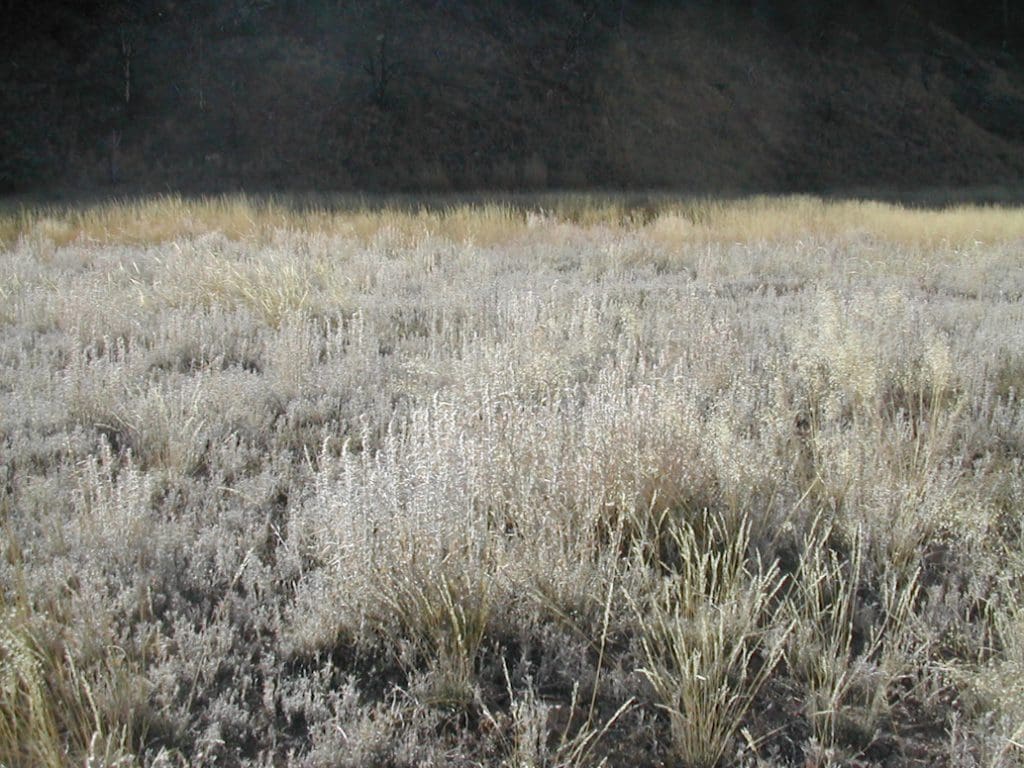 Winterfat - Krascheninnikovia lanata - Great Basin Seeds
