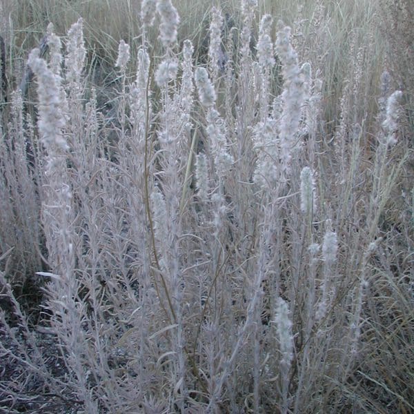Winterfat (Krascheninnikovia lanata) - Great Basin Seeds