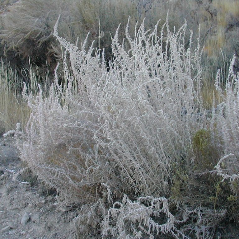 Winterfat - Krascheninnikovia lanata - Great Basin Seeds