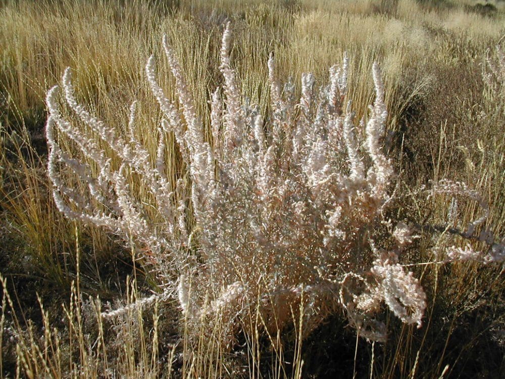 Winterfat - Krascheninnikovia lanata - Great Basin Seeds