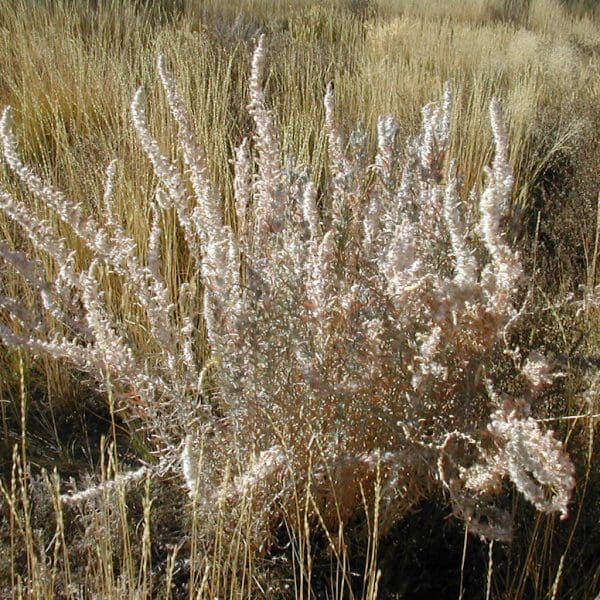 Winterfat (Krascheninnikovia lanata) - Great Basin Seeds