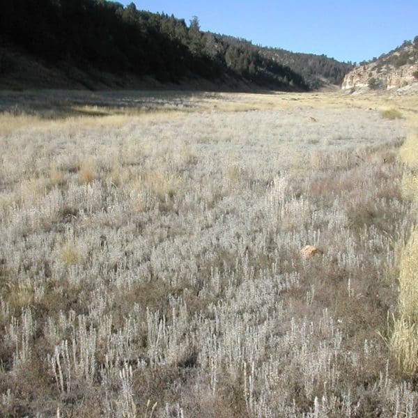 Winterfat (Krascheninnikovia lanata) - Great Basin Seeds