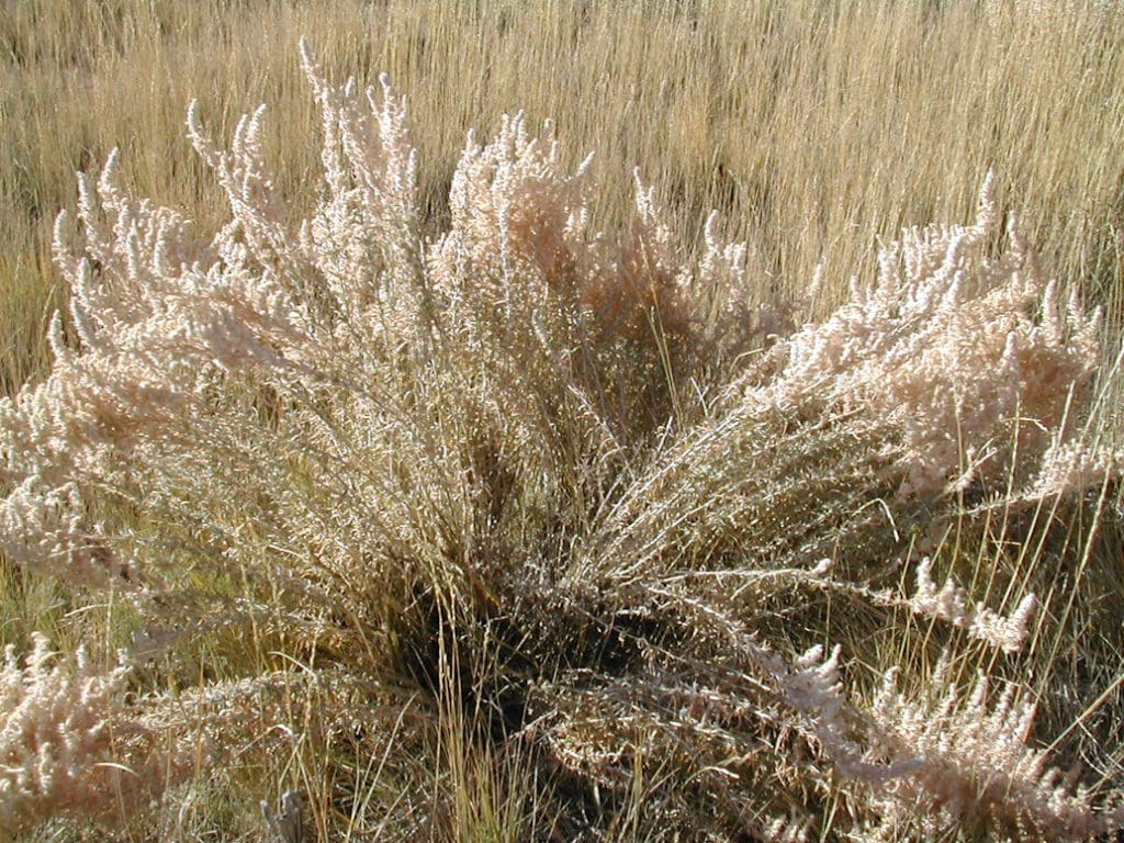 Winterfat - Krascheninnikovia lanata - Great Basin Seeds