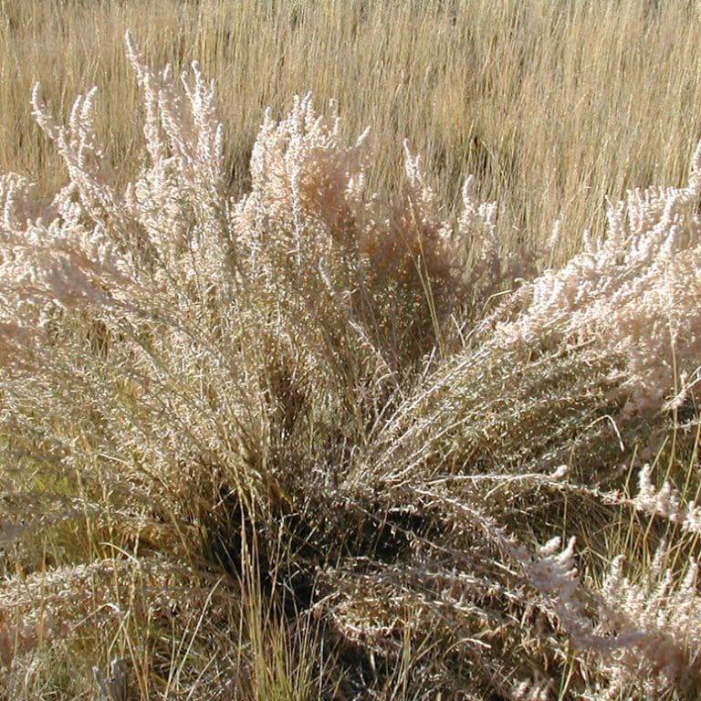 Winterfat - Krascheninnikovia lanata - Great Basin Seeds