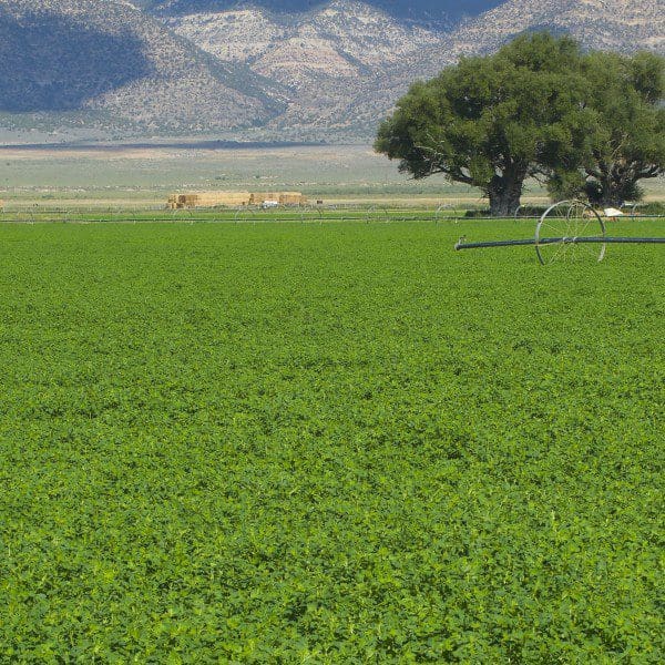 Lander Alfalfa - Great Basin Seed - Fall Dormancy 3.5 Alfalfa
