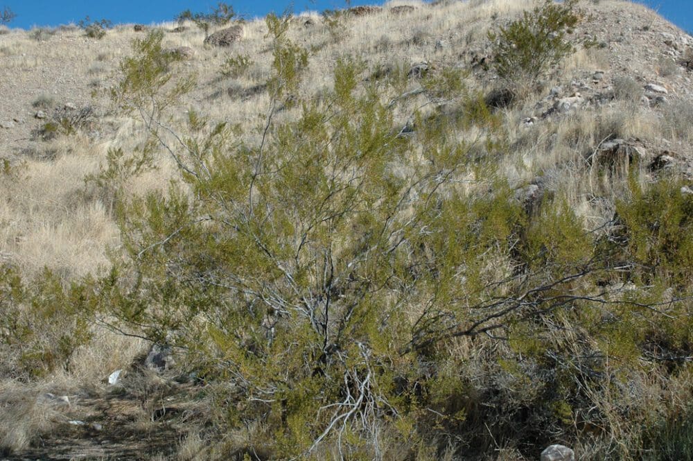 Creosote Bush - Larrea tridentata - Great Basin Seeds
