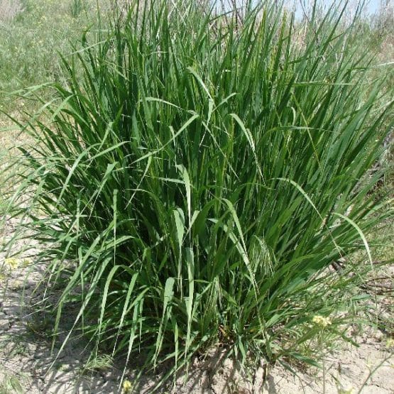 Basin Wildrye - Leymus cinerius - Great Basin Seeds