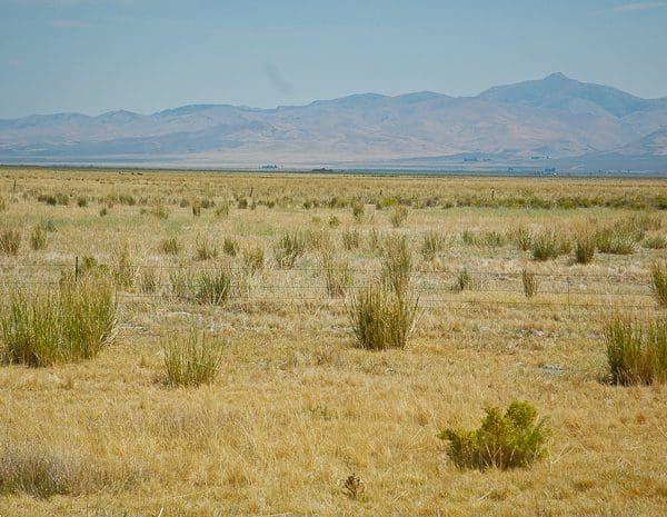 Basin Wildrye - Leymus cinerius - Great Basin Seeds
