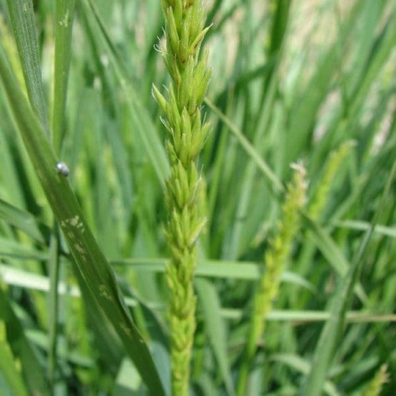 Basin Wildrye - Leymus cinerius - Great Basin Seeds