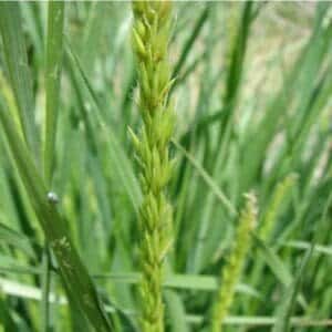 Basin Wildrye - Leymus cinerius - Great Basin Seeds