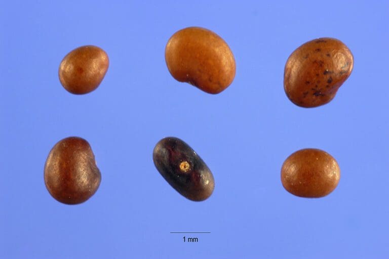 Birdsfoot Trefoil - Lotus corniculatus - Great Basin Seeds