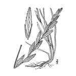 Western Wheatgrass - Great Basin Seeds - Pascopyrun smithii - bluejoint