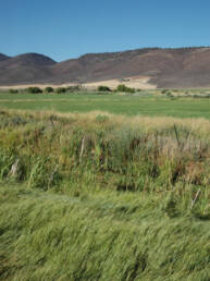 Pasture Mixes - Great Basin Seeds