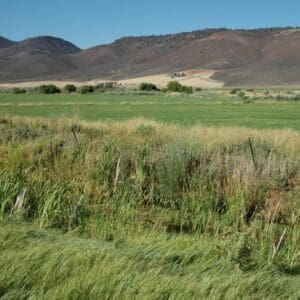 CRP Seed Mixes, Conservation Reserve Seed - Great Basin Seeds