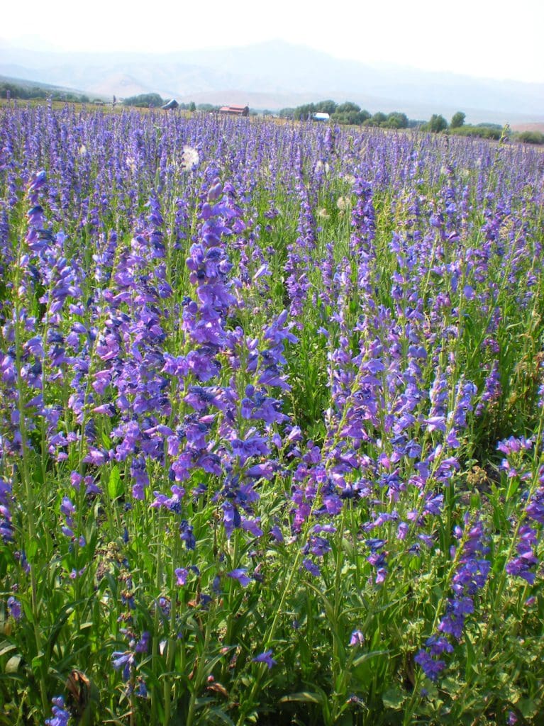 Rocky Mountain Penstemon - Penstemon strictus - Great Basin