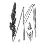 Reed Canarygrass - Phalaris arundinacea - Great Basin Seeds