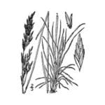 Sandberg Bluegrass - Great Basin Seeds