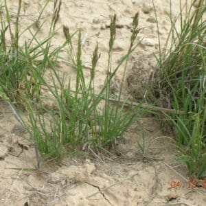 Sandberg Bluegrass - Great Basin Seeds