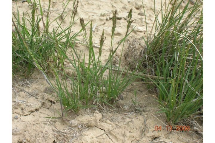 Sandberg Bluegrass - Poa secunda sandbergii - Great Basin Seeds