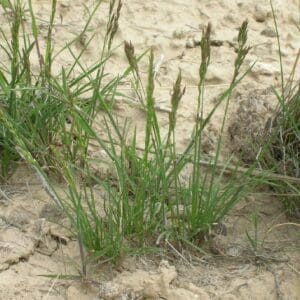 Sandberg Bluegrass - Poa secunda sandbergii - Great Basin Seeds