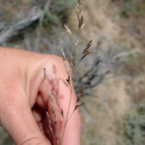 Sandberg Bluegrass - Great Basin Seeds