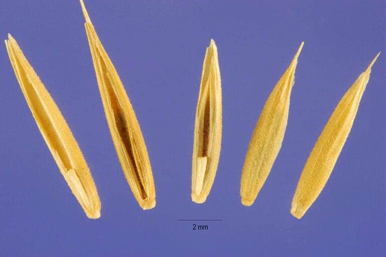 Russian Wildrye - Psathyrostachys junceus - Great Basin Seed