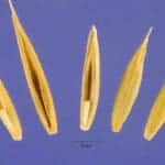 Russian Wildrye - Psathyrostachys junceus - Great Basin Seed