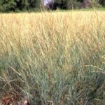 Bluebunch Wheatgrass - Great Basin Seeds - Pseudoroegneria spicata
