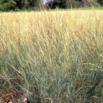 Bluebunch Wheatgrass - Pseudoroegneria spicata - Great Basin