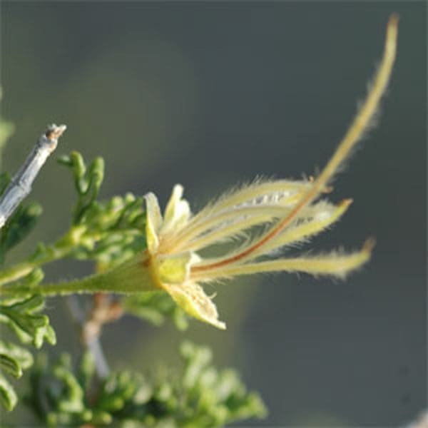 Cliffrose - Purshia stansburiana - Great Basin Seeds