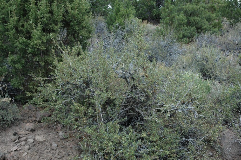Antelope Bitterbrush - Purshia tridentata - Great Basin Seeds