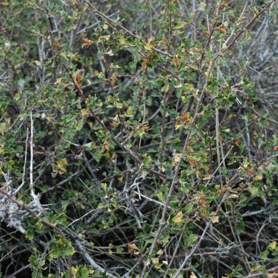 Antelope Bitterbrush - Purshia tridentata - Great Basin Seeds