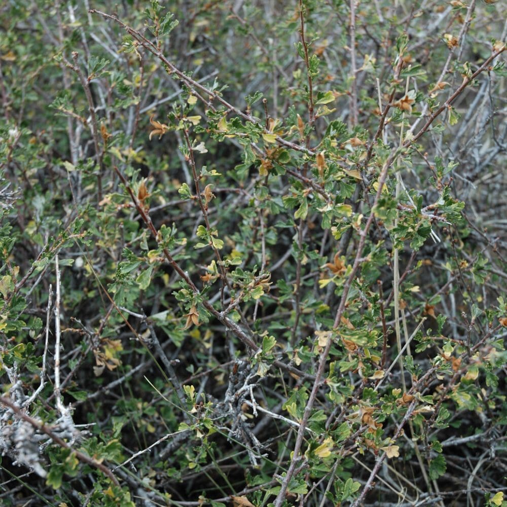 Antelope Bitterbrush - Purshia tridentata - Great Basin Seeds