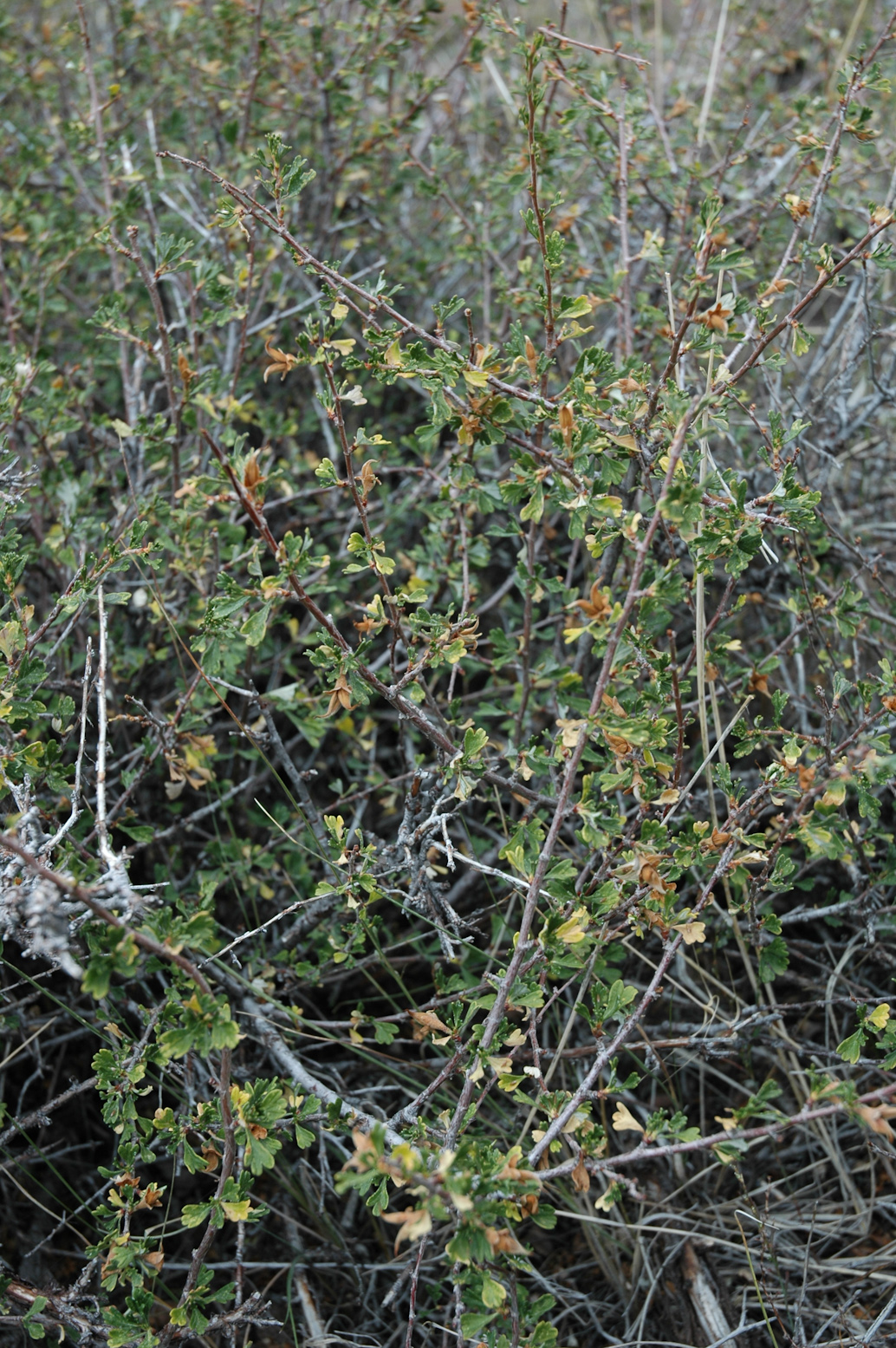 Antelope Bitterbrush (Purshia tridentata) - Great Basin Seeds